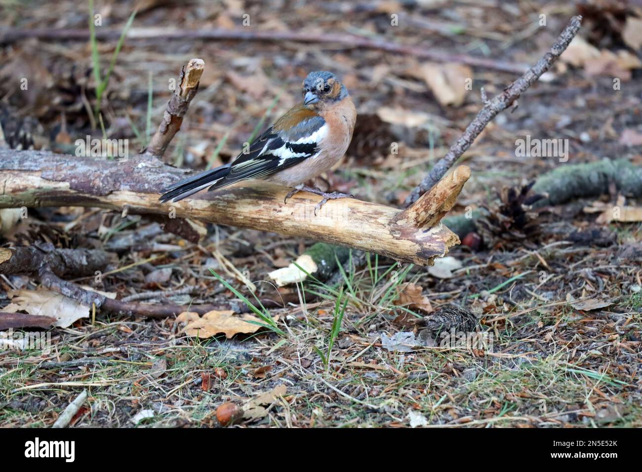 colorful chaffinch between twigs and leaves in the forest at the Veluwe ...
