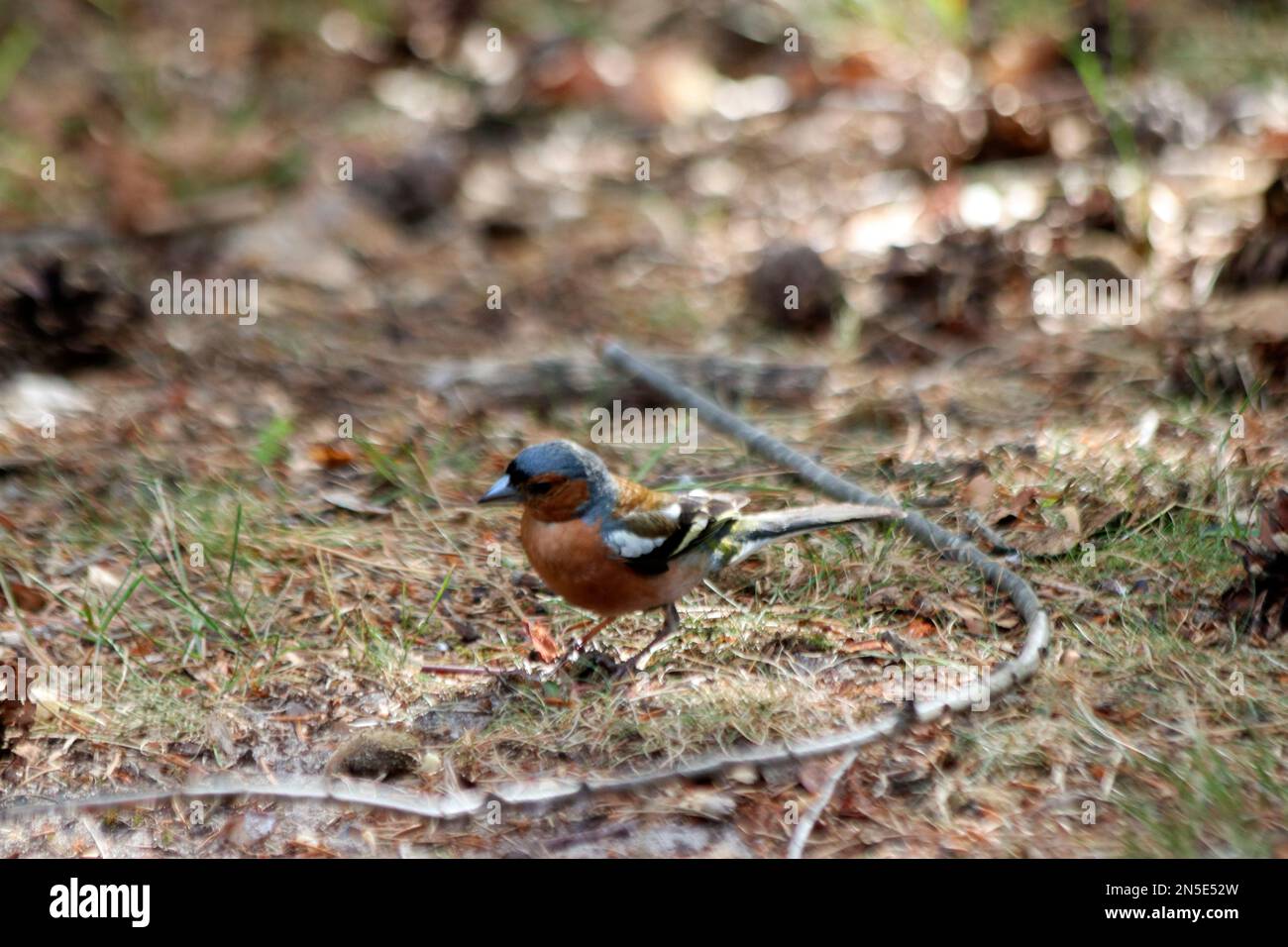 colorful chaffinch between twigs and leaves in the forest at the Veluwe ...