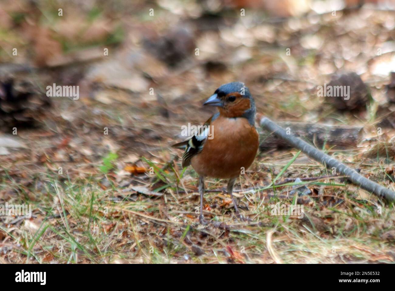 colorful chaffinch between twigs and leaves in the forest at the Veluwe ...