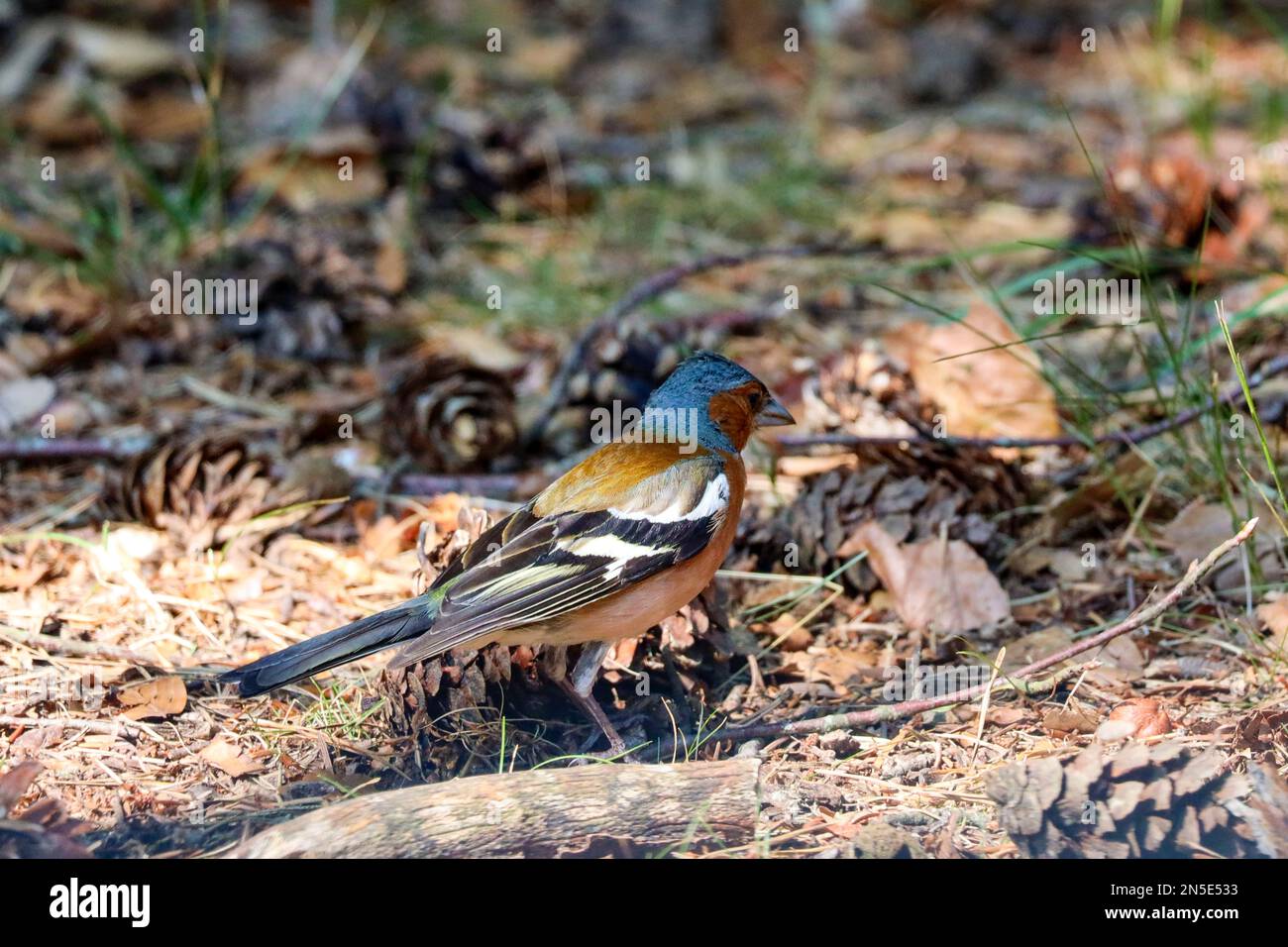 colorful chaffinch between twigs and leaves in the forest at the Veluwe ...