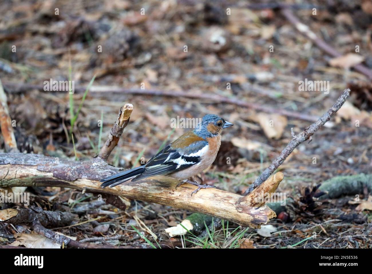 colorful chaffinch between twigs and leaves in the forest at the Veluwe ...