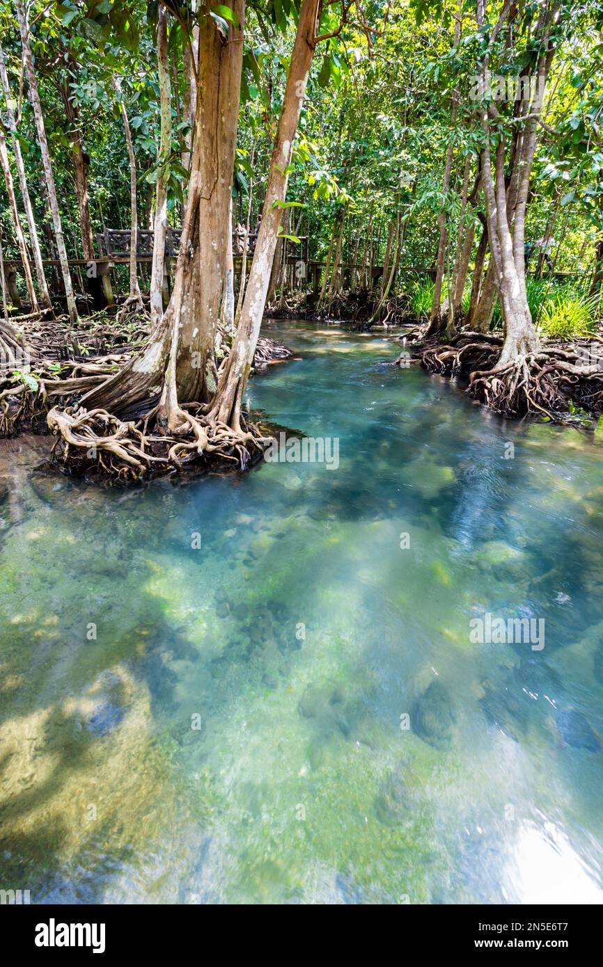 Tropical tree roots or Tha pom mangrove in swamp forest and flow water ...