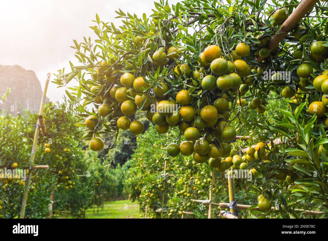 Oranges growing on tree, North, Thailand Stock Photo - Alamy