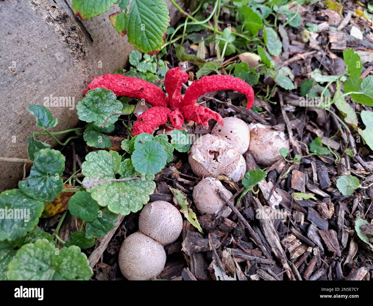 Devil’s fingers fungus with red colour and strong and unpleasant smell ...