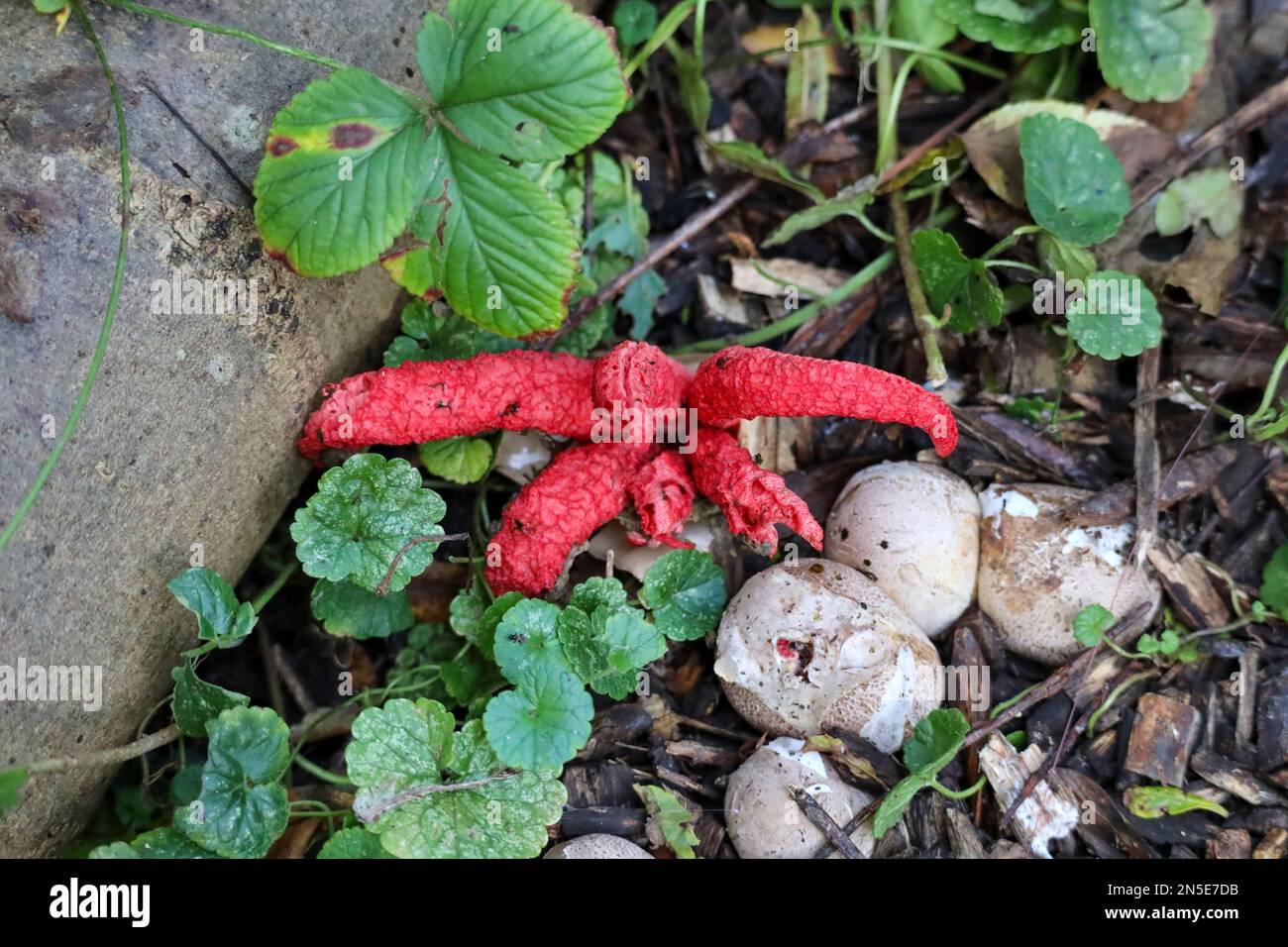 Devil’s fingers fungus with red colour and strong and unpleasant smell ...