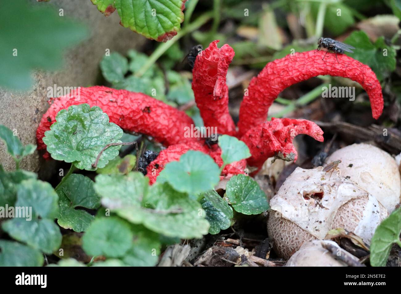 Devil’s fingers fungus with red colour and strong and unpleasant smell ...