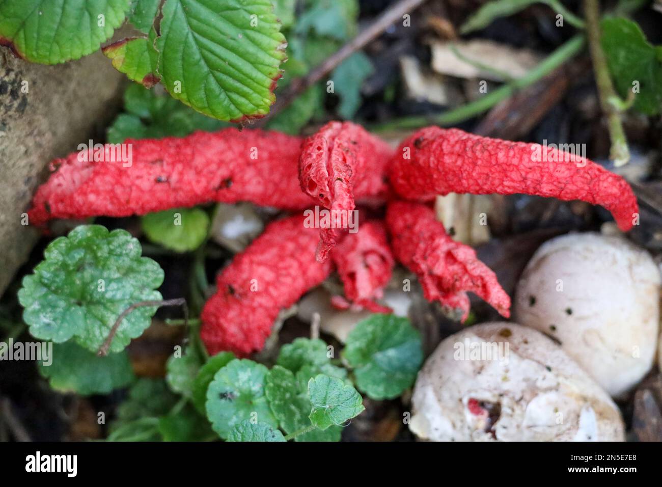 Devil’s fingers fungus with red colour and strong and unpleasant smell ...