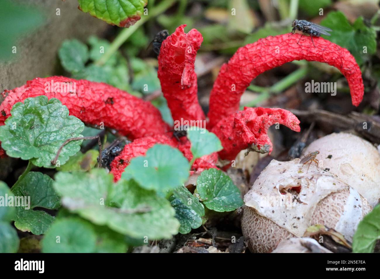 Devil’s fingers fungus with red colour and strong and unpleasant smell ...