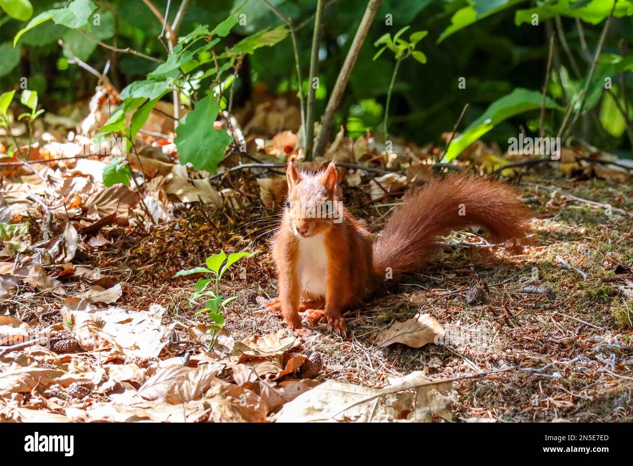 eurasian red squirrel in forest at the Veluwe in Gelderland in the ...