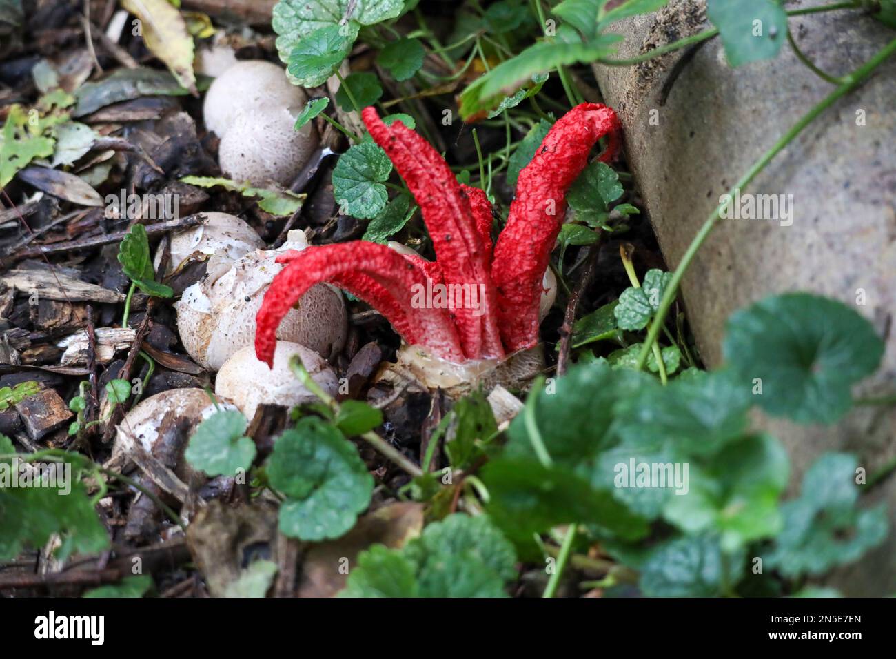 Devil’s fingers fungus with red colour and strong and unpleasant smell ...