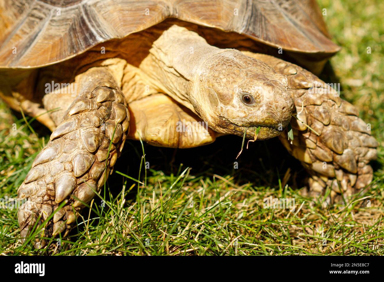 turtle on the grass close-up. eating grass Stock Photo - Alamy