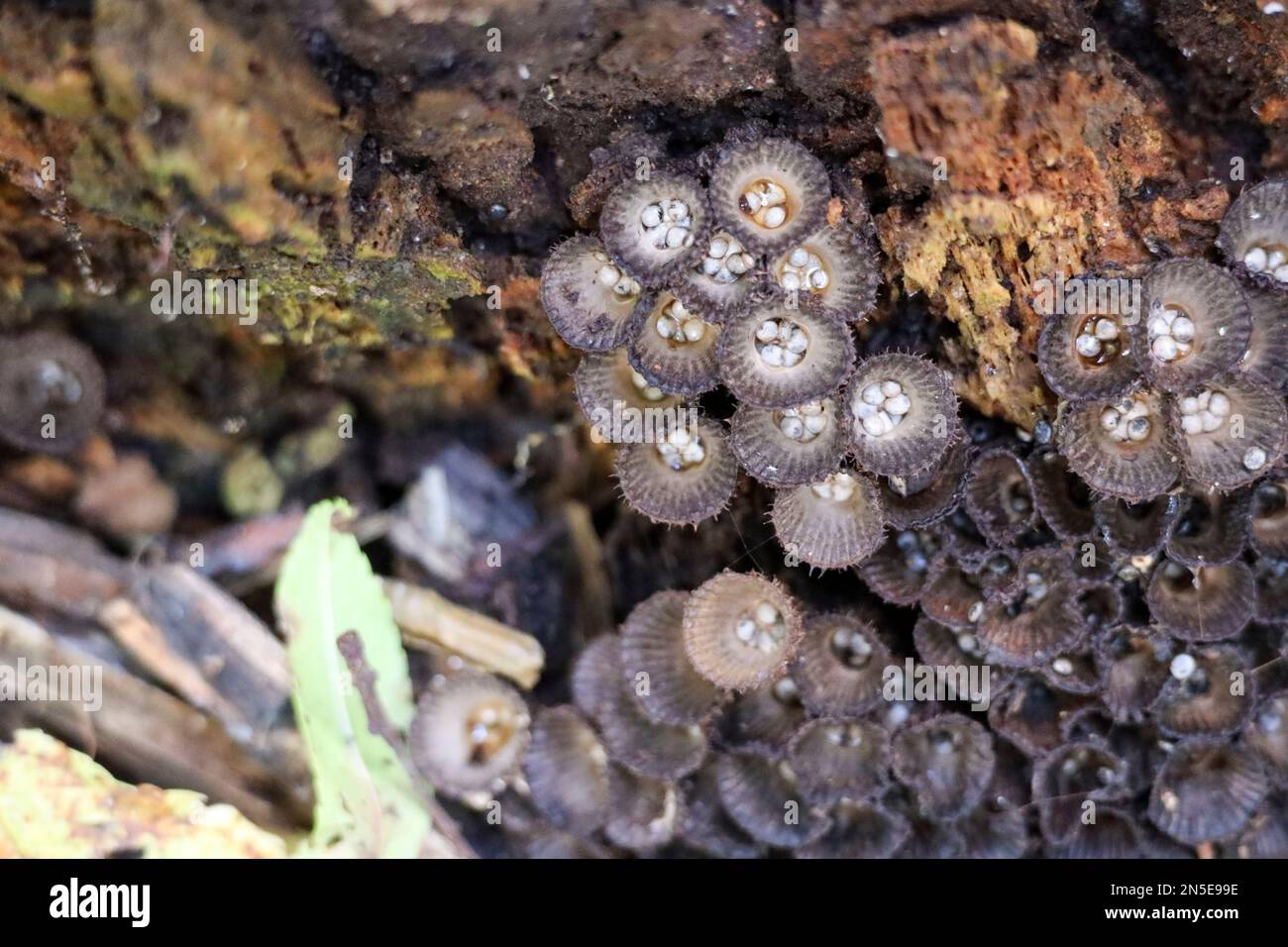 Cyathus striatus, commonly known as the fluted bird's nest in the ...