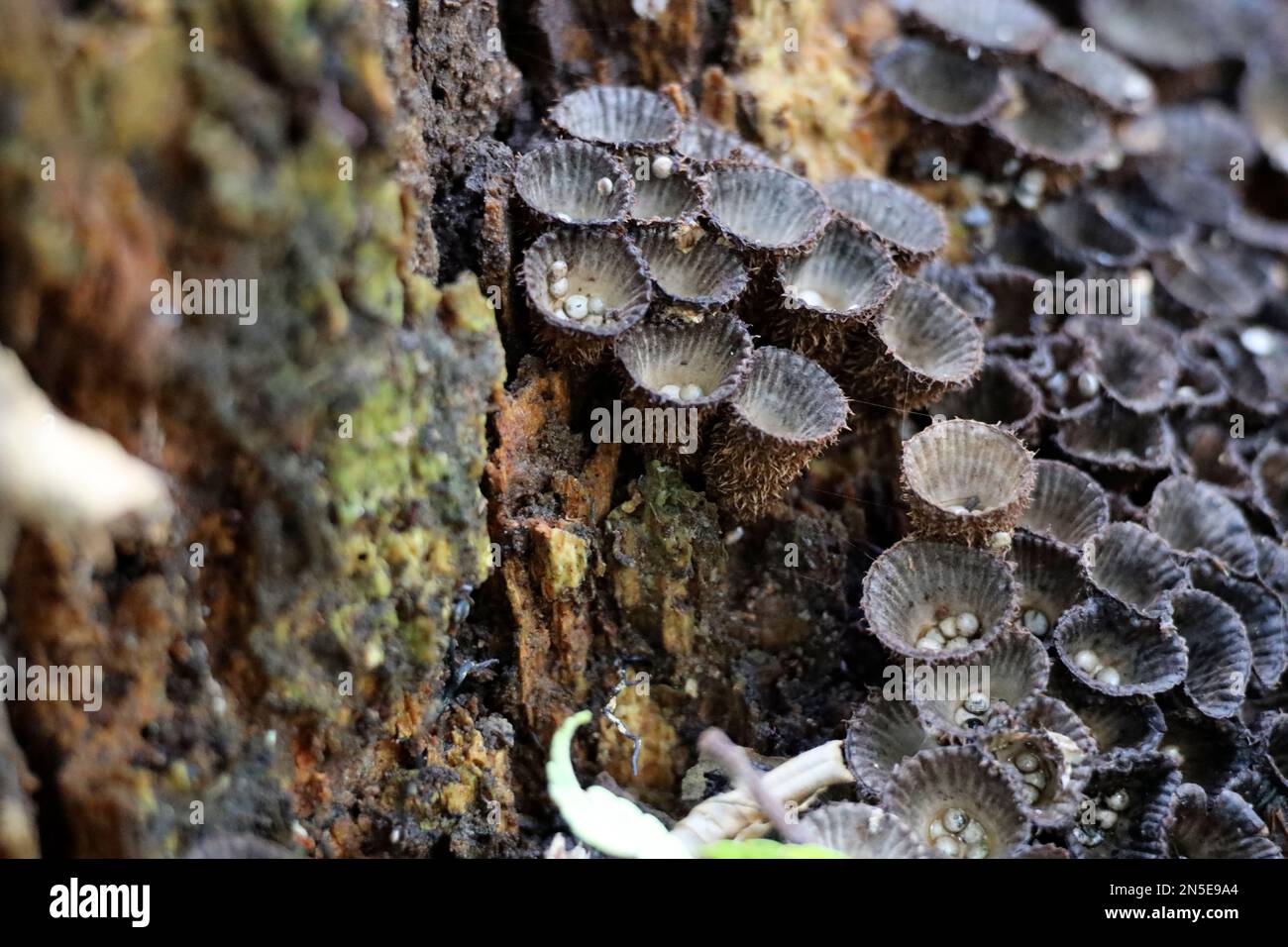 Cyathus striatus, commonly known as the fluted bird's nest in the ...