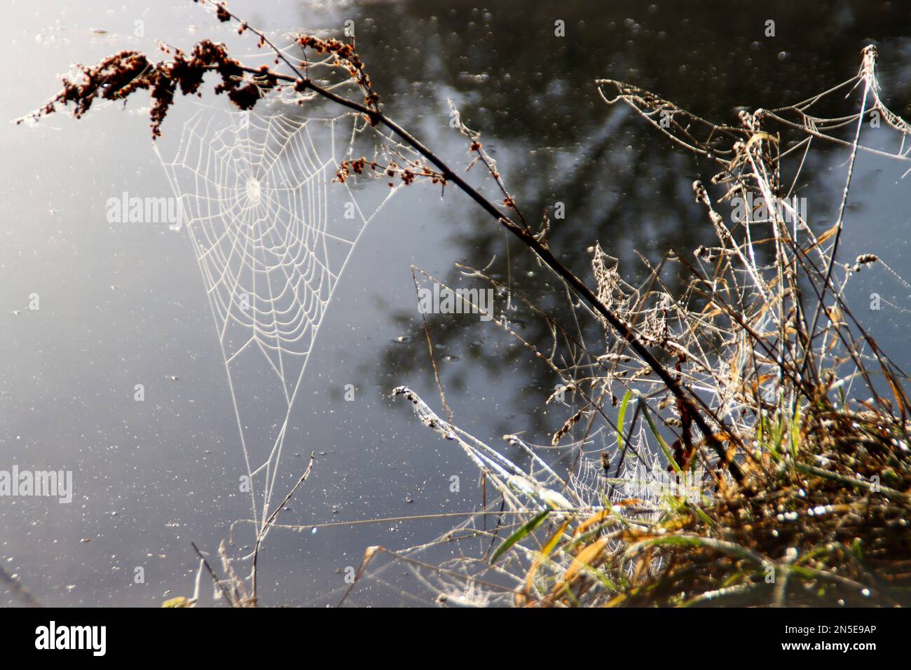 Spider webs after Fog over the fields of the 's-gravenweg in the ...