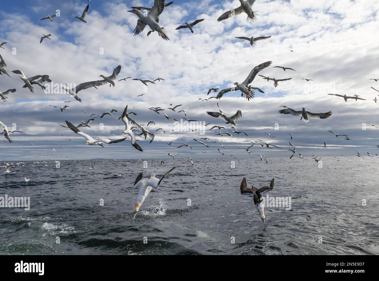 Plunge Of Gannets Hi Res Stock Photography And Images Alamy