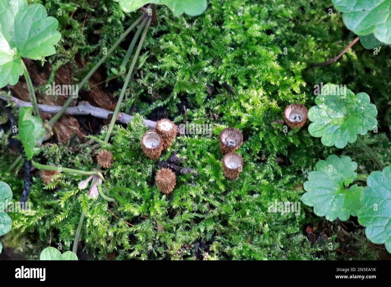 Cyathus striatus, commonly known as the fluted bird's nest in the ...