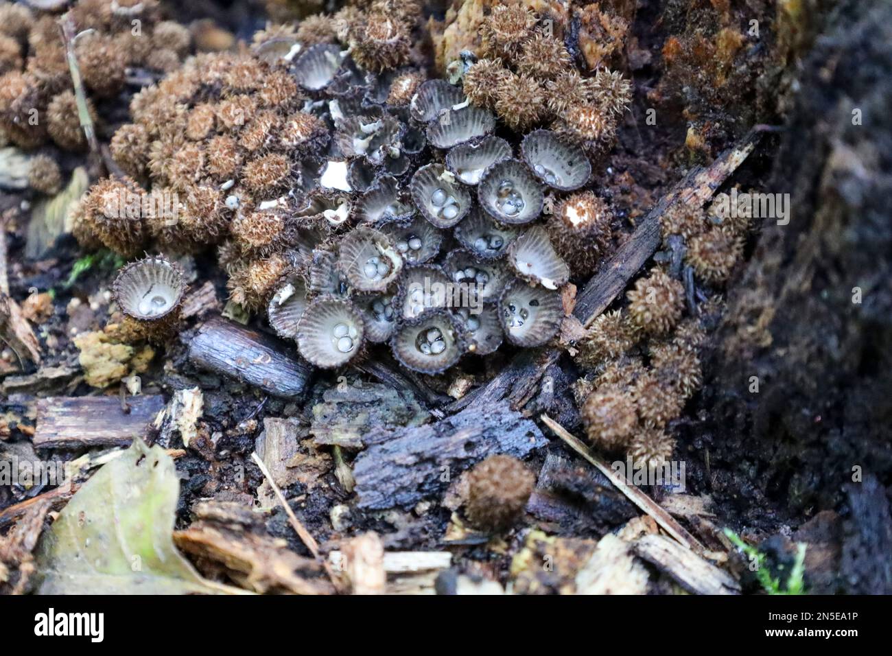 Cyathus striatus, commonly known as the fluted bird's nest in the ...