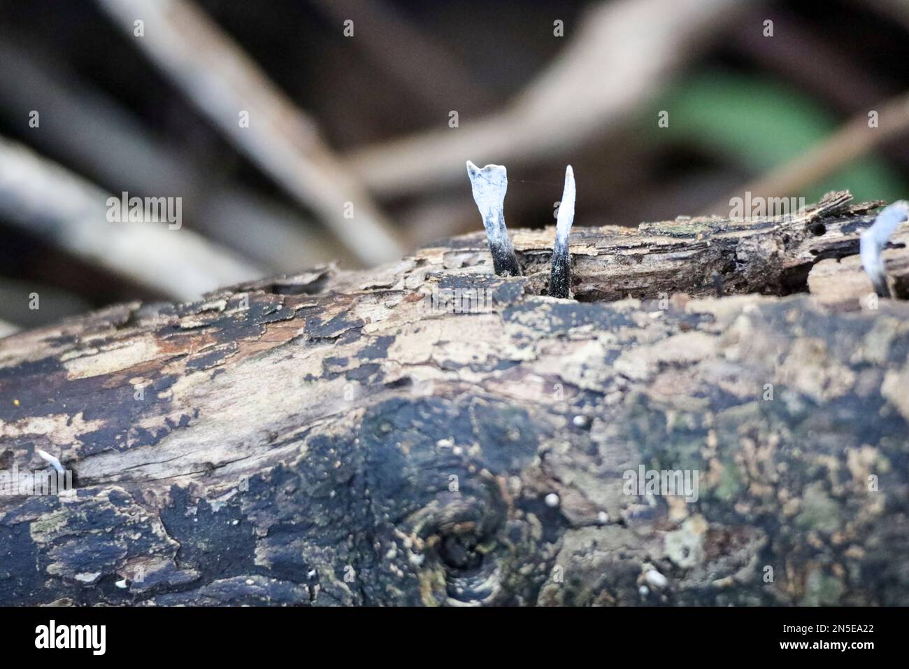 candlestick fungus, the candlesnuff fungus, carbon antlers or the stag ...