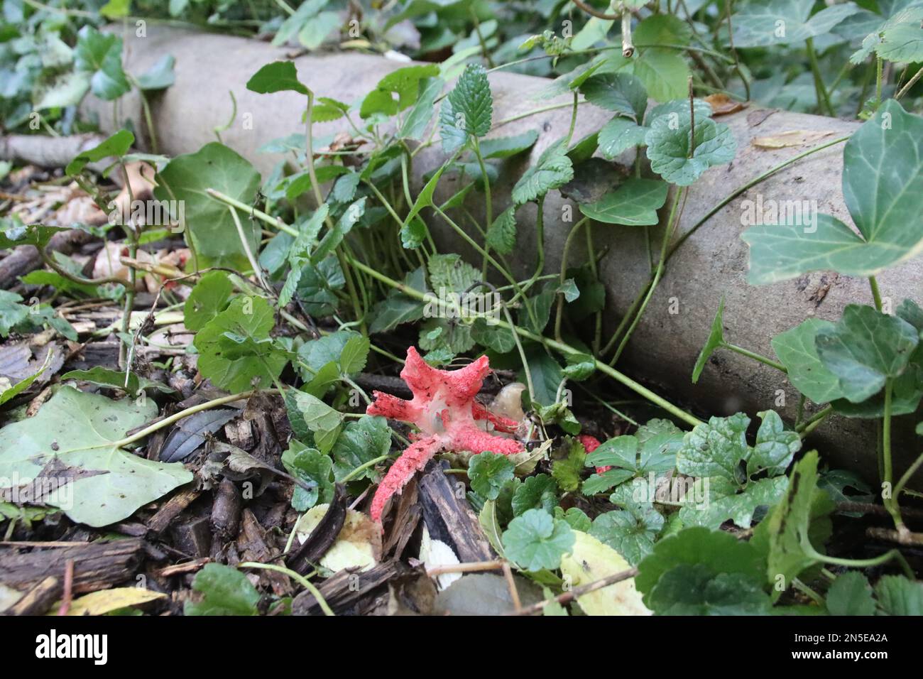 Devil’s fingers fungus with red colour and strong and unpleasant smell ...
