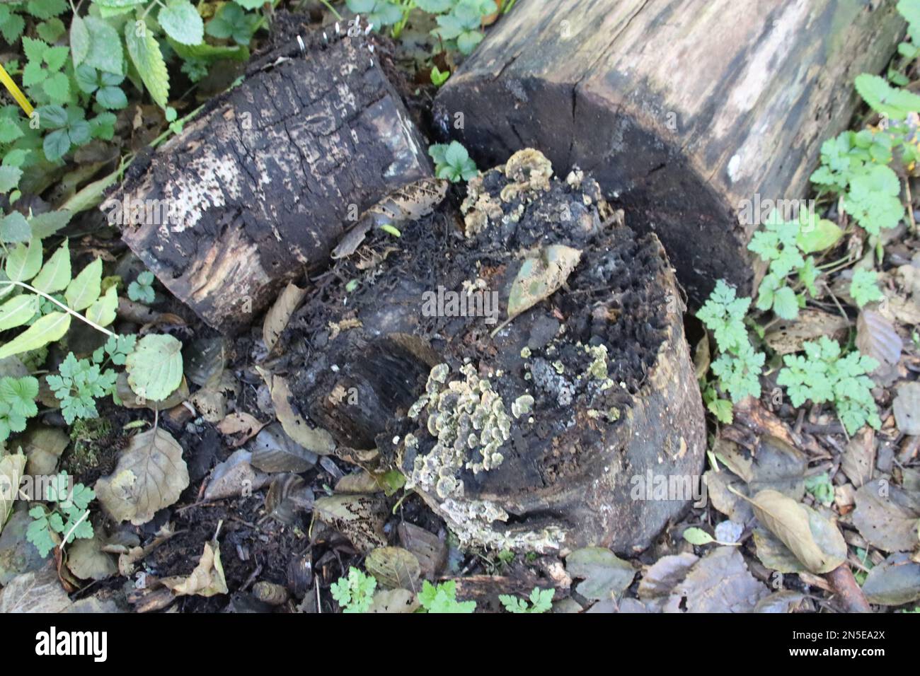 candlestick fungus, the candlesnuff fungus, carbon antlers or the stag ...