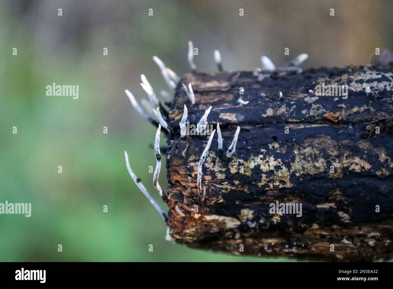 candlestick fungus, the candlesnuff fungus, carbon antlers or the stag ...