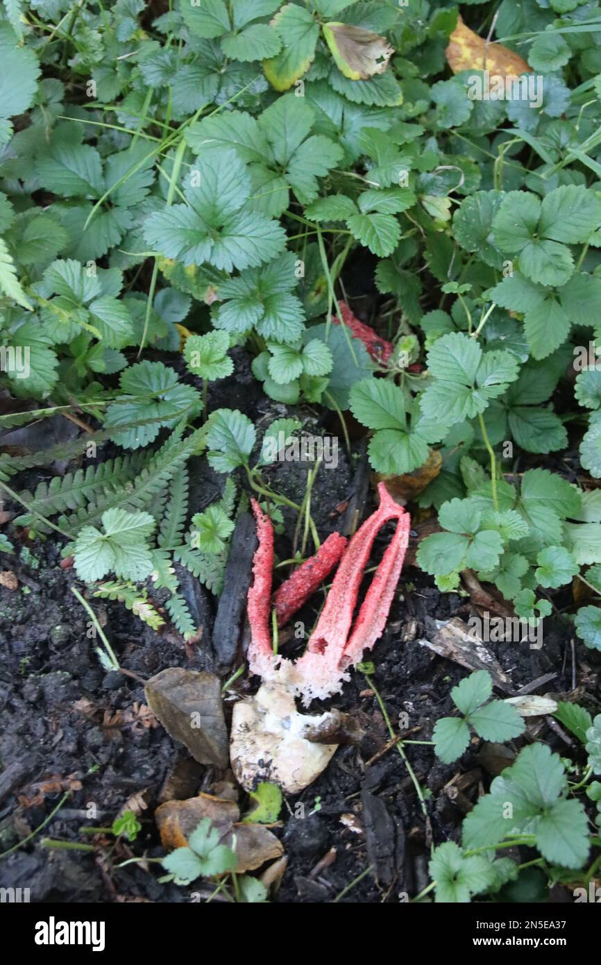 Devil’s fingers fungus with red colour and strong and unpleasant smell ...