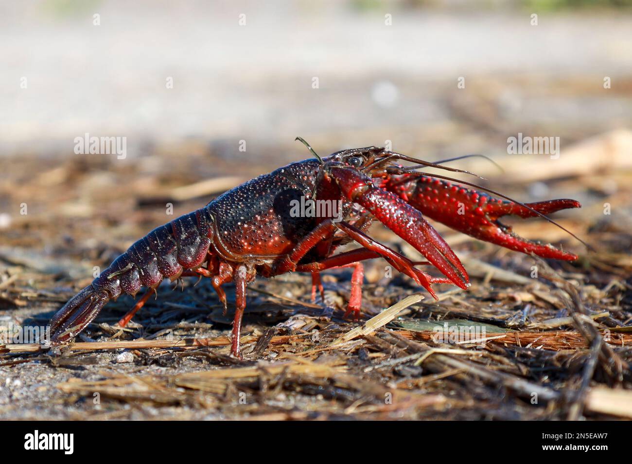 Red American crayfish in the Zuidplaspolder where they cause nuisance ...