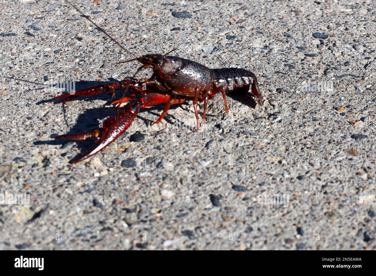 Red American crayfish in the Zuidplaspolder where they cause nuisance ...