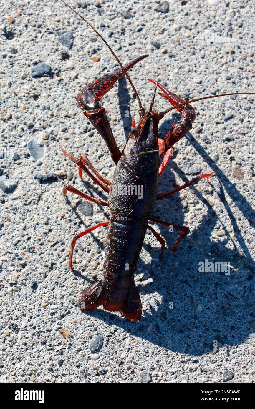 Red American crayfish in the Zuidplaspolder where they cause nuisance ...