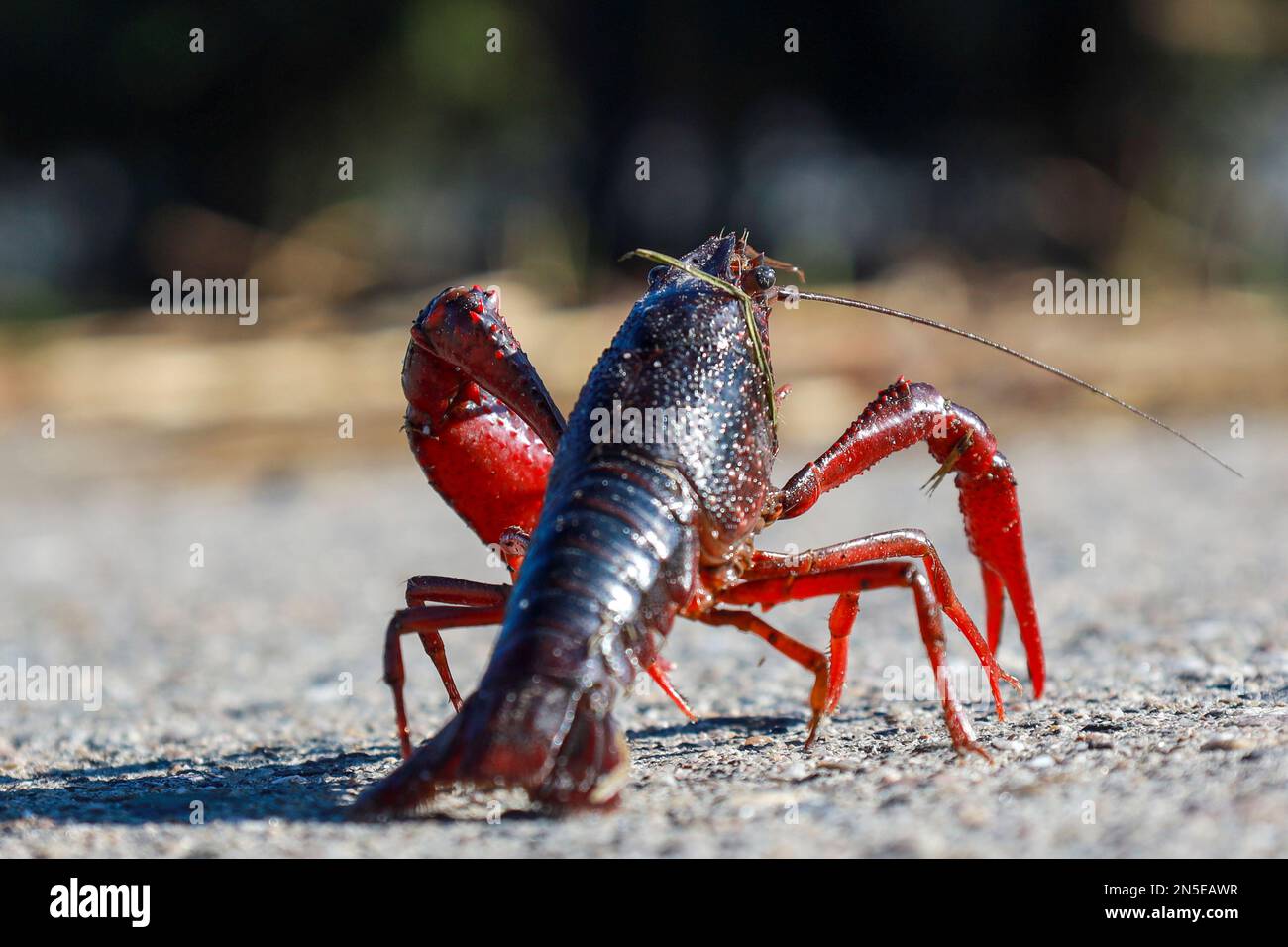 Red American crayfish in the Zuidplaspolder where they cause nuisance ...