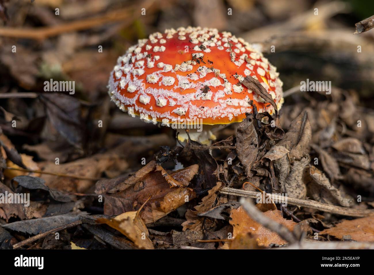 Red with white dots fly agaric mushroom during autumn season in the ...