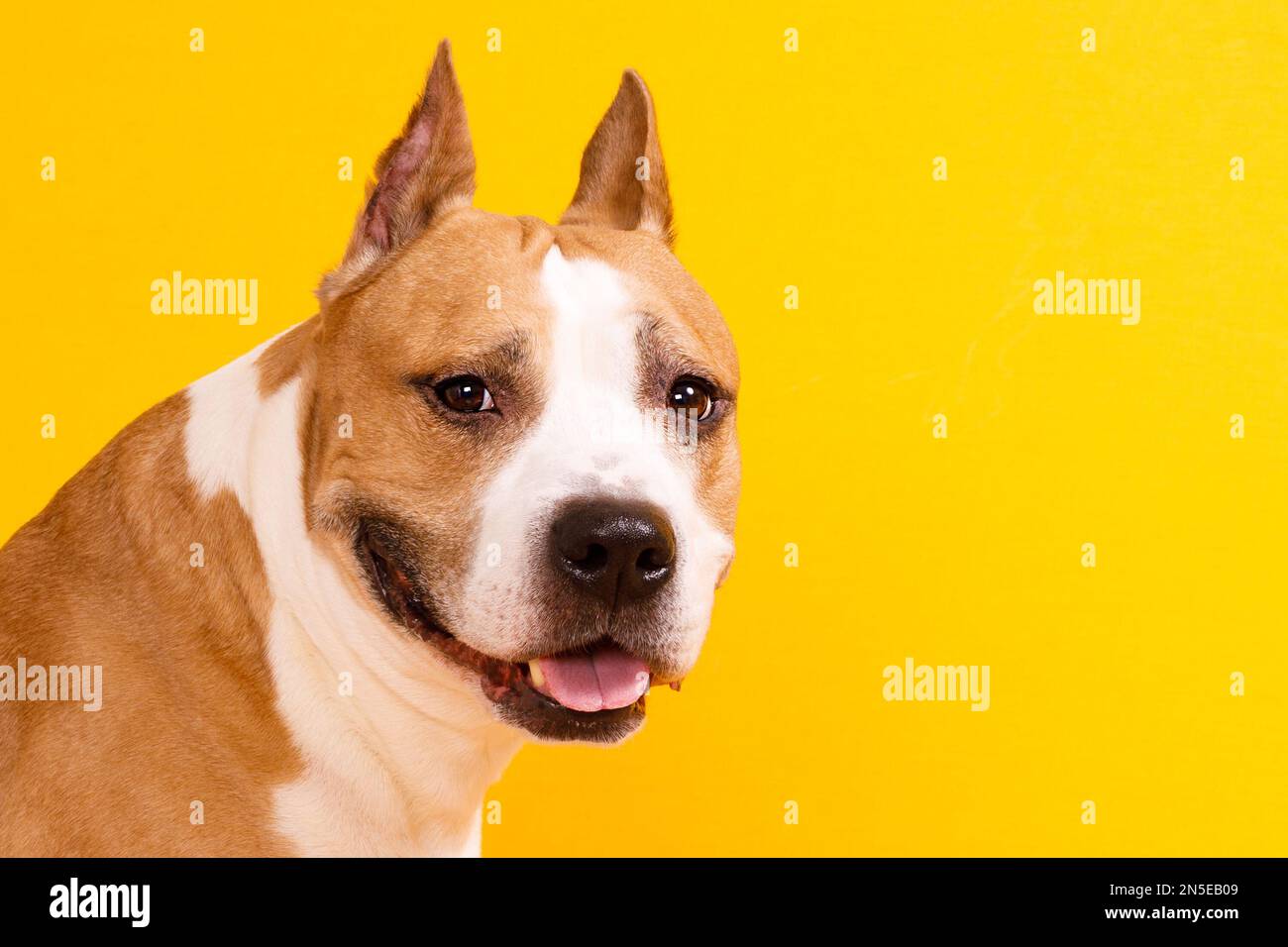 american staffordshire terrier on yellow background Stock Photo - Alamy