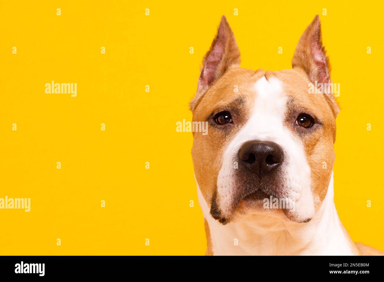 american staffordshire terrier on yellow background Stock Photo - Alamy