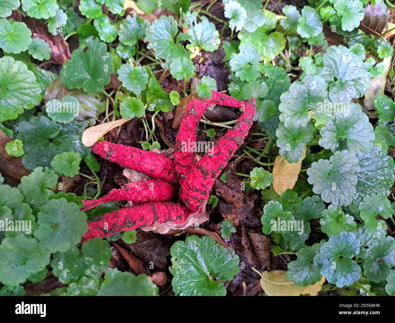 Archeri octopus fungi hi-res stock photography and images - Alamy