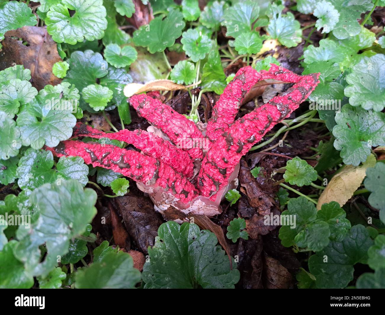 Devil’s fingers fungus with red colour and strong and unpleasant smell ...
