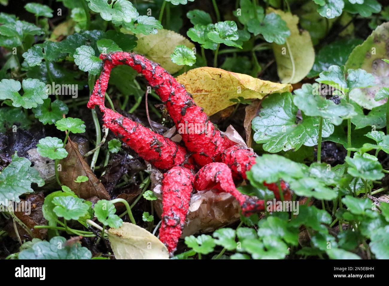 Archeri octopus fungi hi-res stock photography and images - Alamy