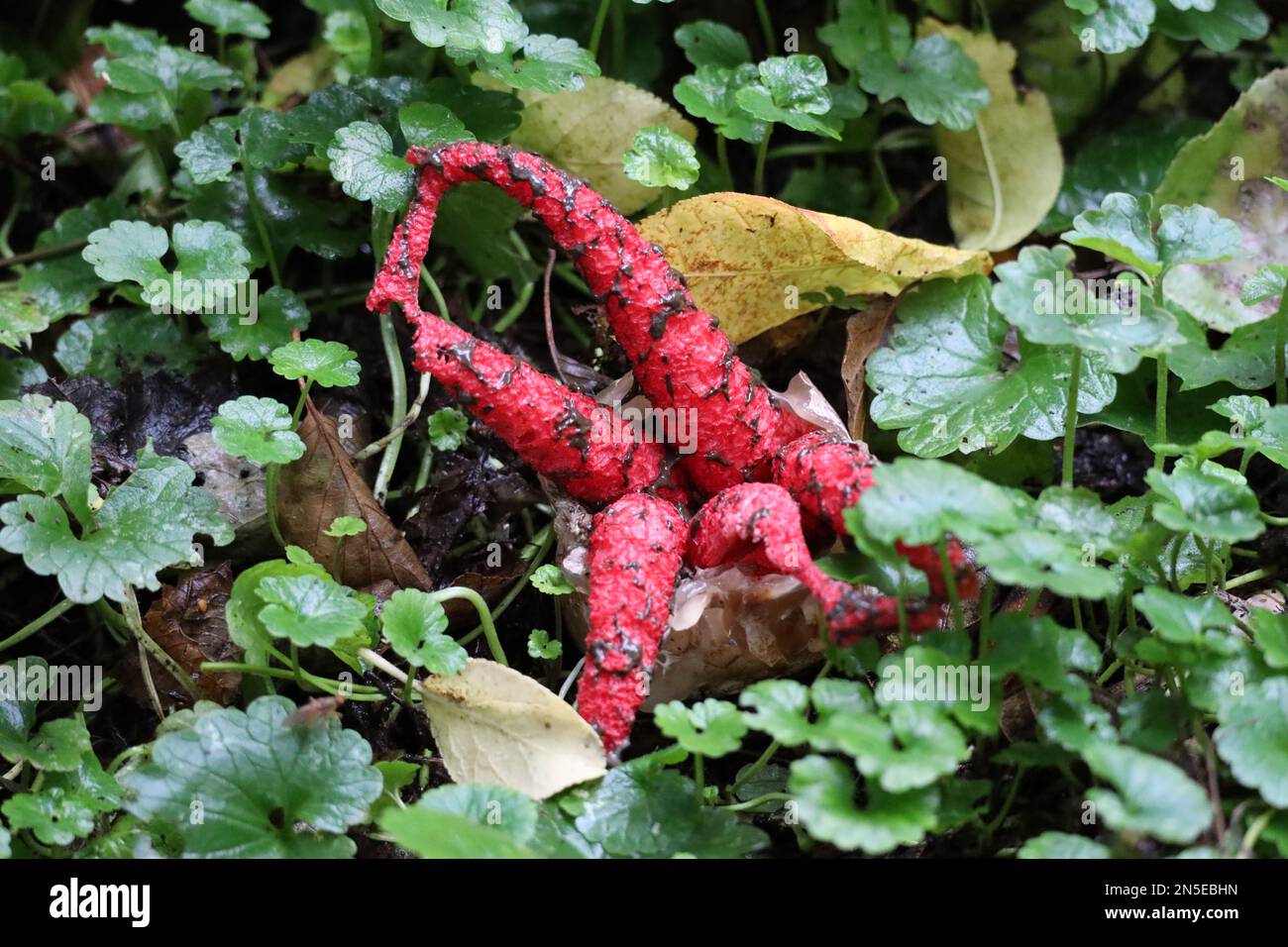 Devil’s fingers fungus with red colour and strong and unpleasant smell ...
