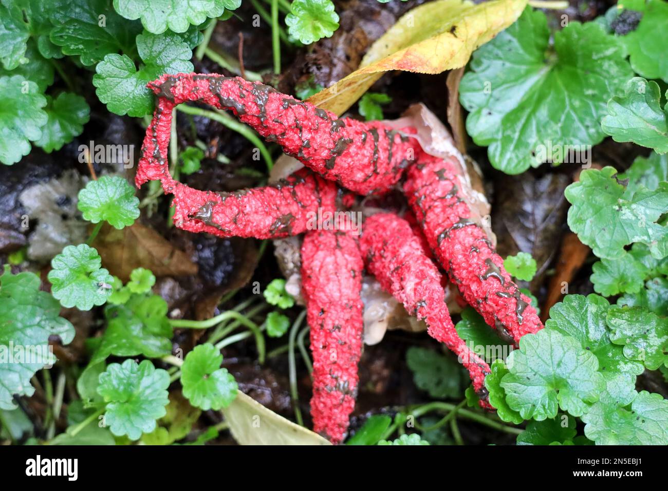 Devil’s fingers fungus with red colour and strong and unpleasant smell ...