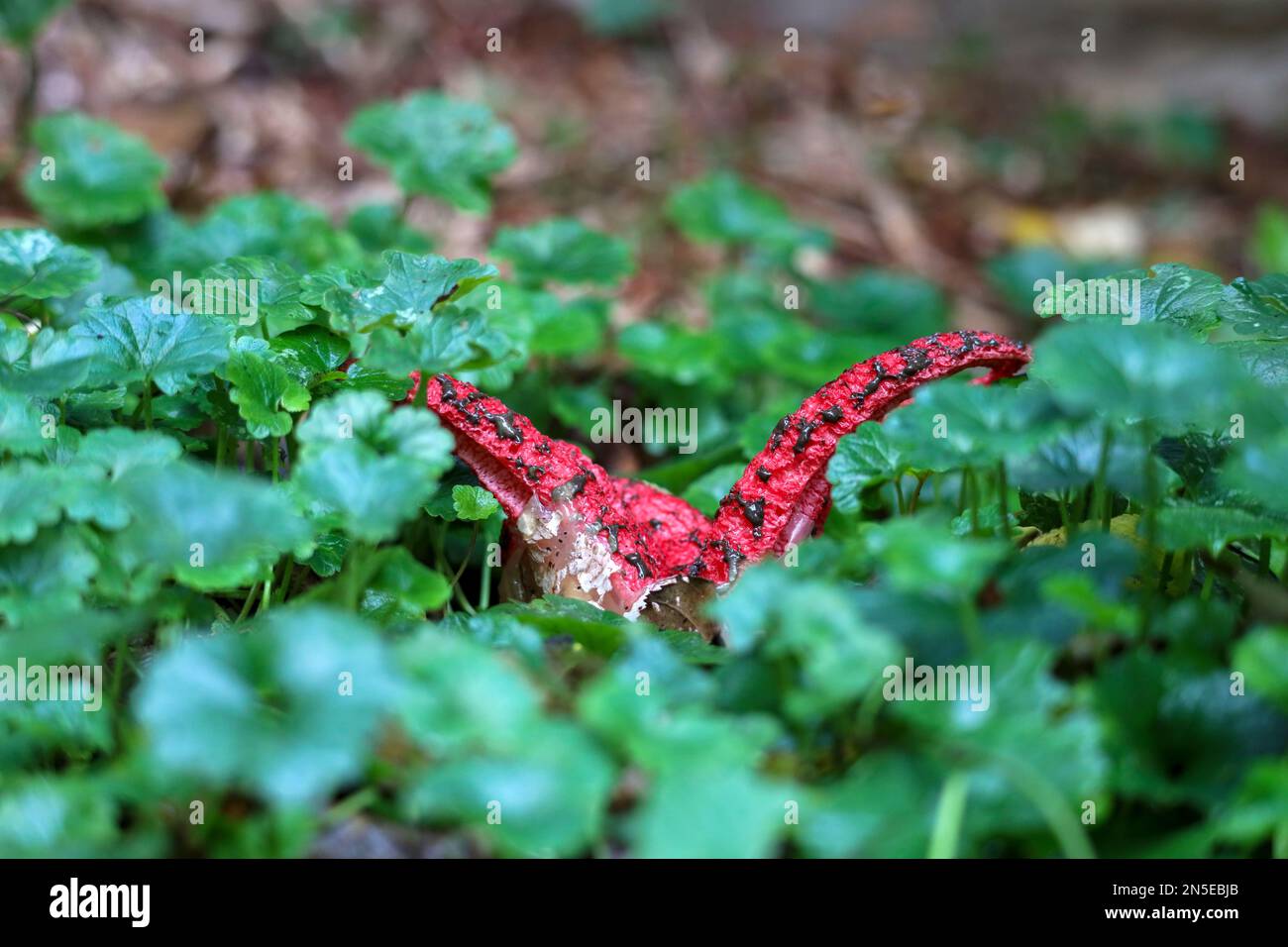 Devil’s fingers fungus with red colour and strong and unpleasant smell ...