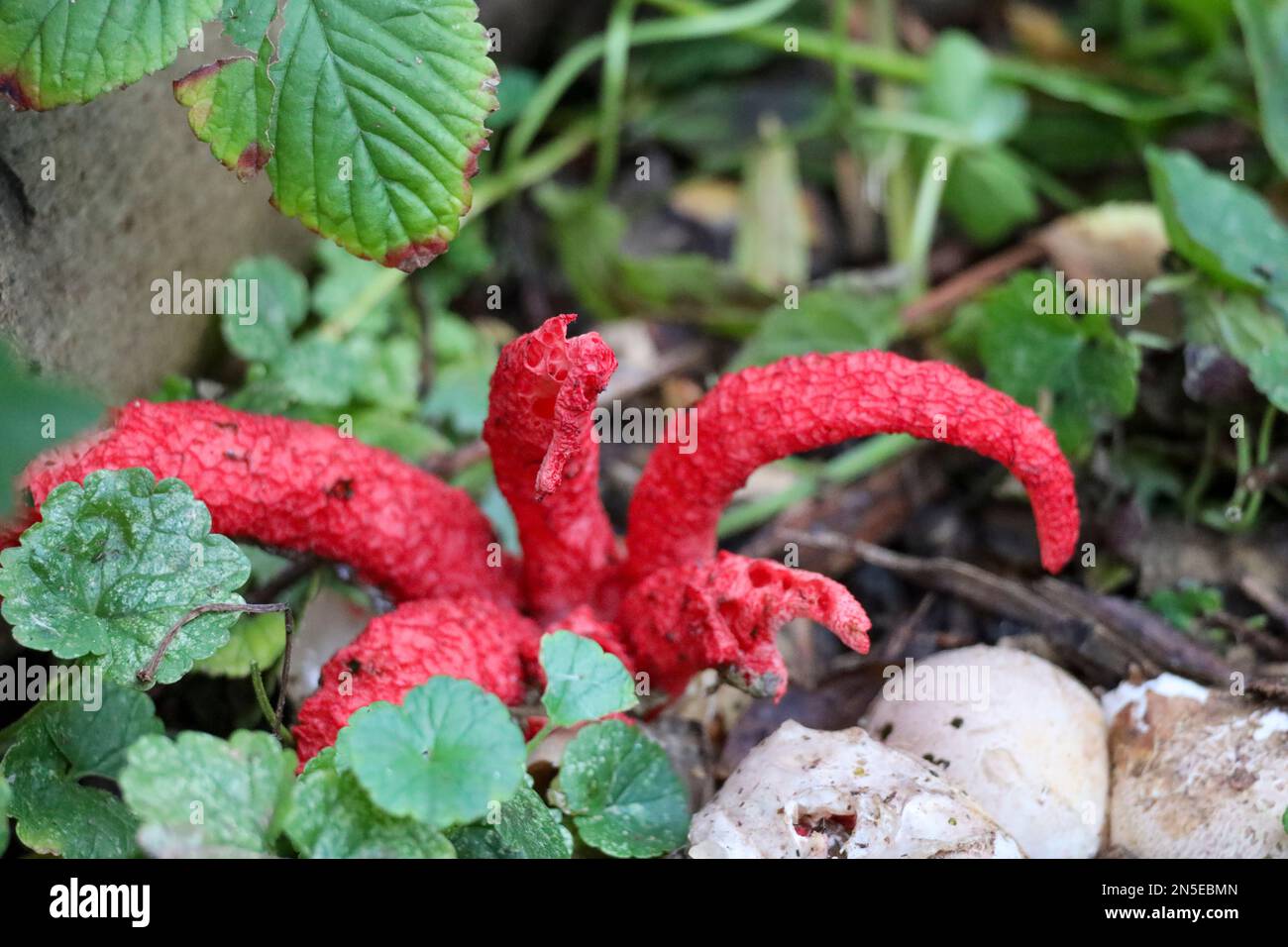 Devil’s fingers fungus with red colour and strong and unpleasant smell ...