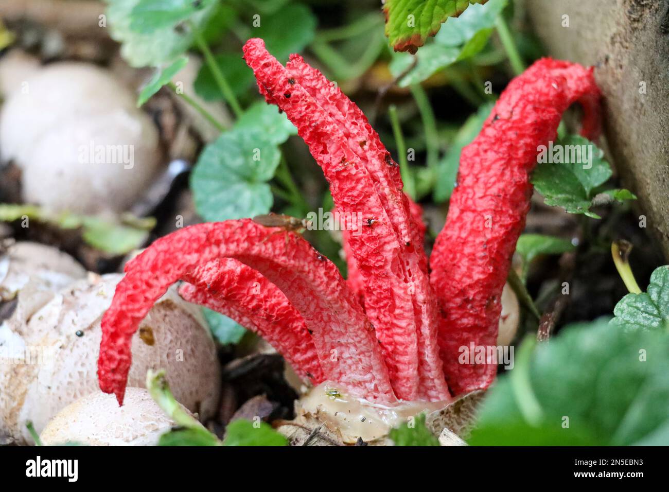 Devil’s fingers fungus with red colour and strong and unpleasant smell ...