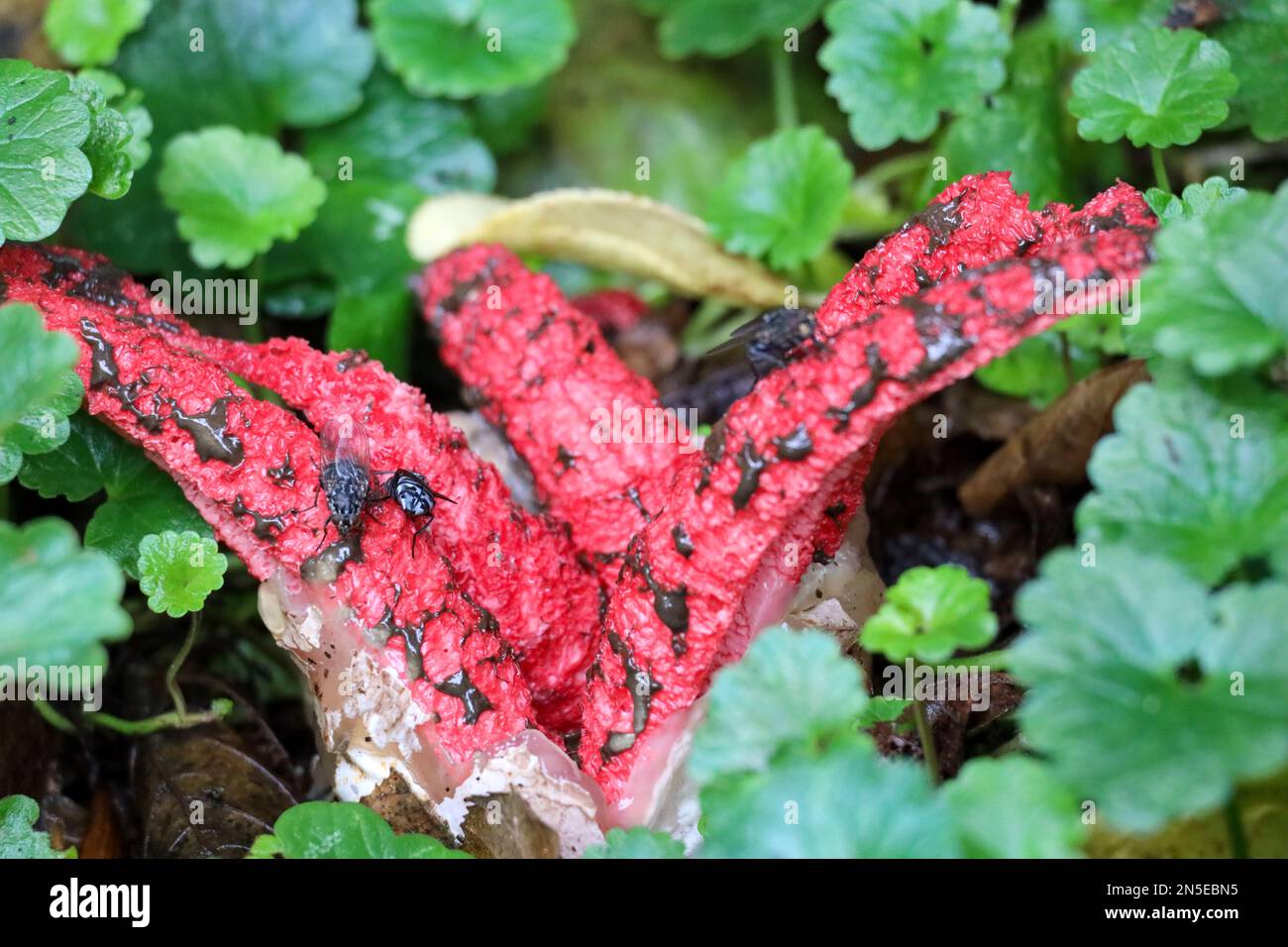 Devil’s fingers fungus with red colour and strong and unpleasant smell ...