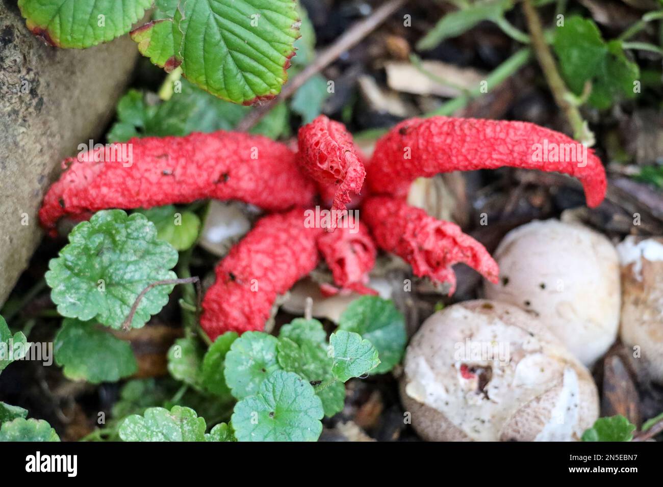 Devil’s fingers fungus with red colour and strong and unpleasant smell ...