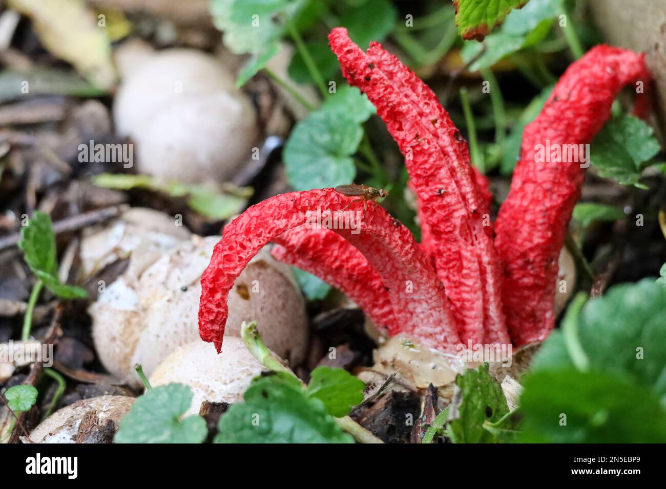 Devil’s fingers fungus with red colour and strong and unpleasant smell ...
