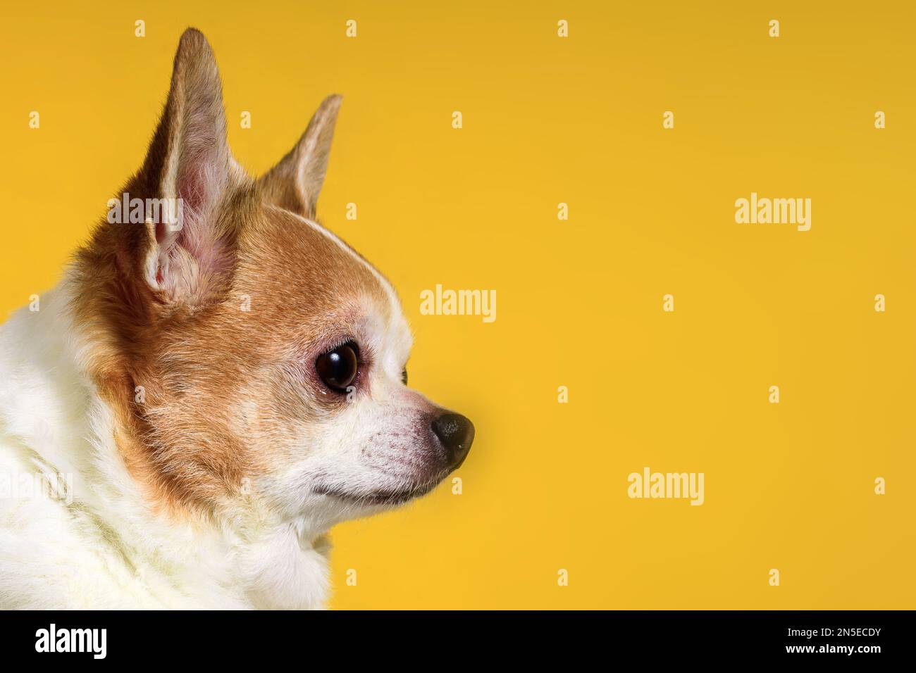 portrait of a chihuahua dog on a yellow background. side view Stock ...