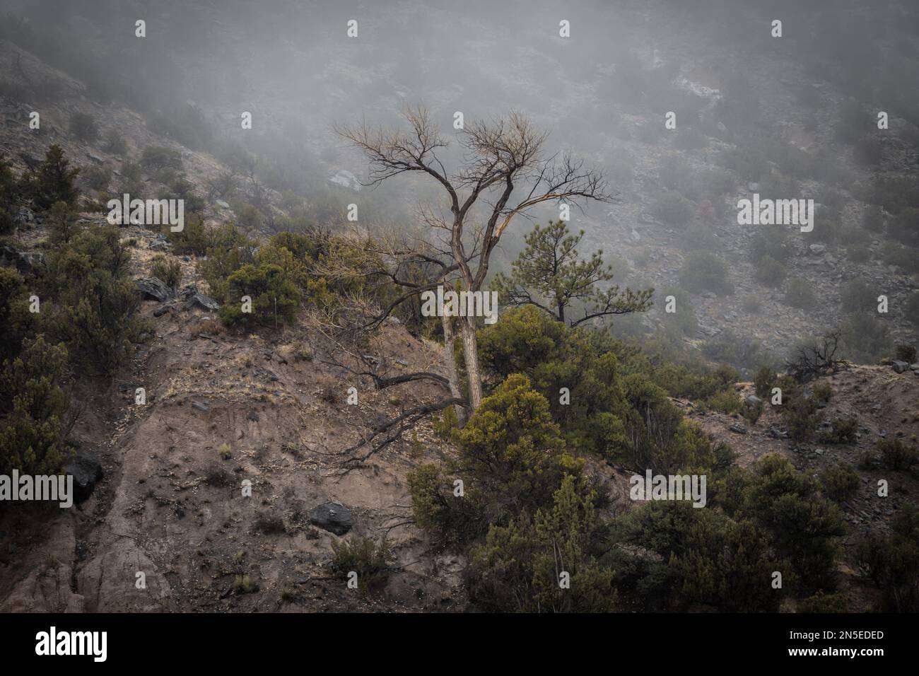 Barren tree among bushes on side of mountain with fog in rural New ...
