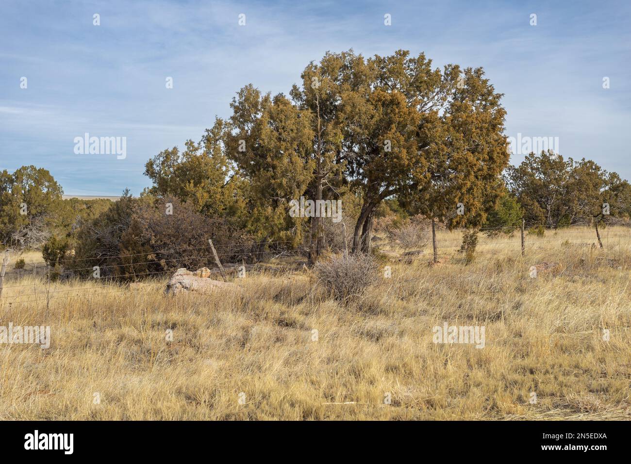 Brush pasture hi-res stock photography and images - Alamy