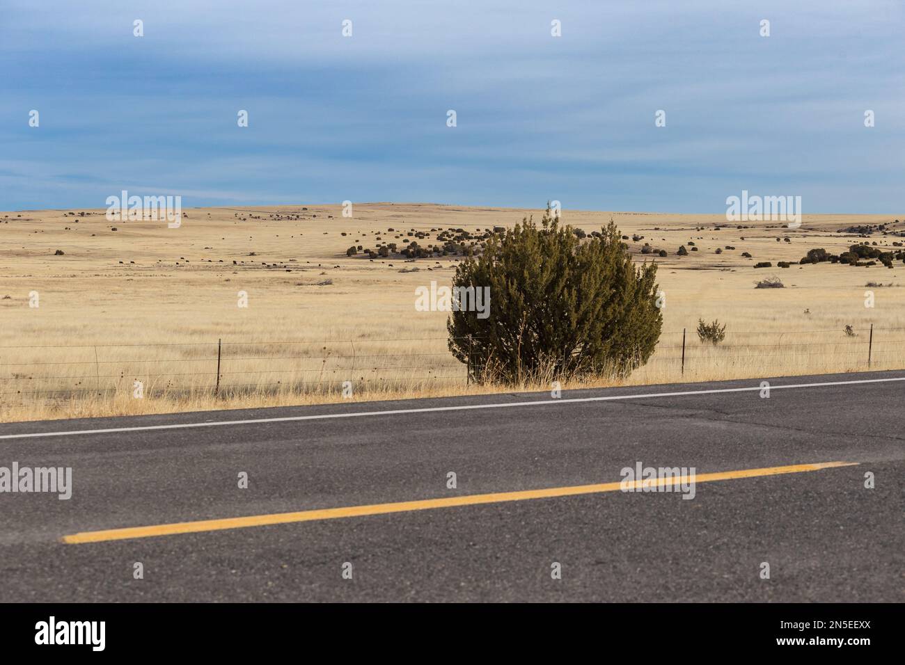 Giant bush along road in front of large yellow grass pasture with clear ...
