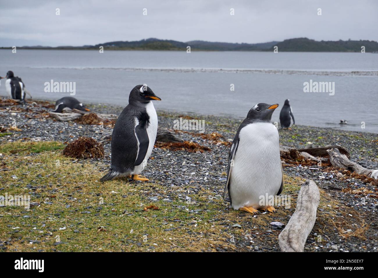 Group of happy penguins on Martillo Island Stock Photo - Alamy