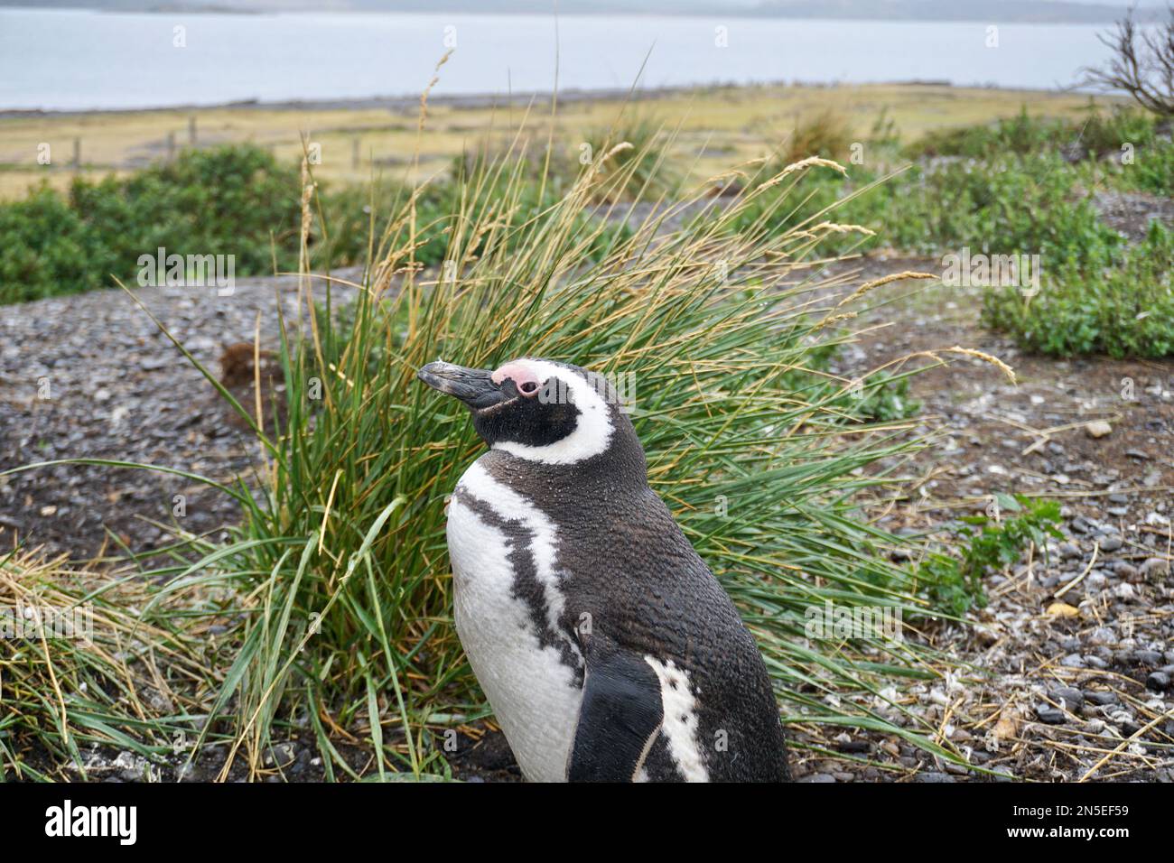 Magellanic penguin in the grass from close on Martillo Island Stock ...